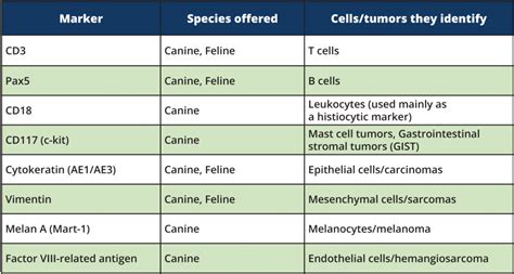 Mesothelioma Vs Reactive Mesothelial Cells Immunohistochemistry
