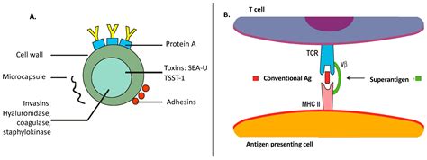 Staphylococcus Bacteria Diagram