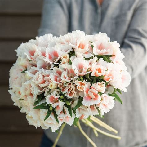 Godetia Cattle And Cut Flowers