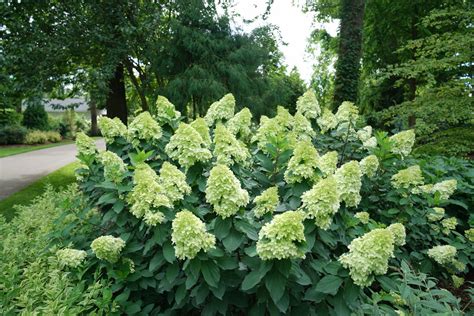 Limelight Prime® Panicle Hydrangea Hydrangea Paniculata Proven