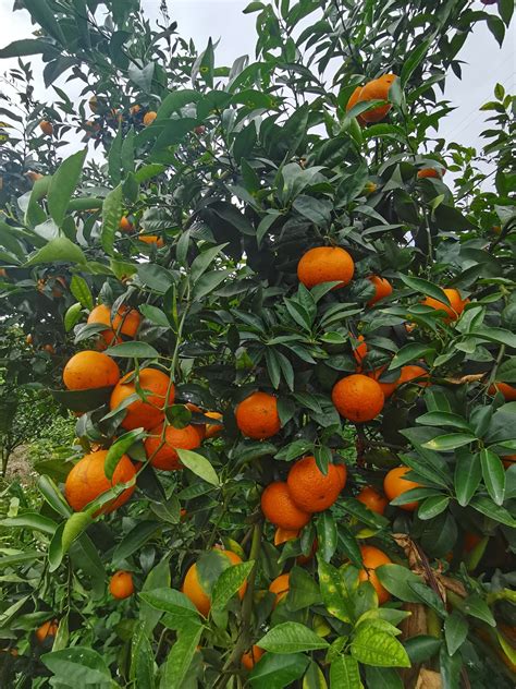 Orange Detection Object Detection Dataset By Yu