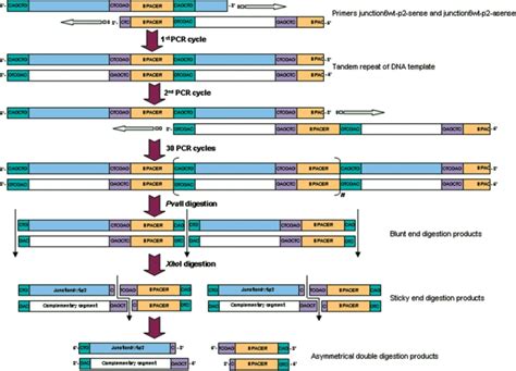 Schematic Of The Proposed Primer Pair Amplification By Self Primed Pcr Download Scientific