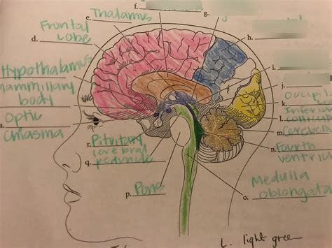 Part 2 Diagram Quizlet
