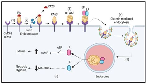 Anthrax Transmission Pathogenesis Prevention And Treatment