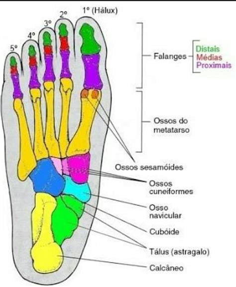 Anatomia Do Pé Anatomia Humana I