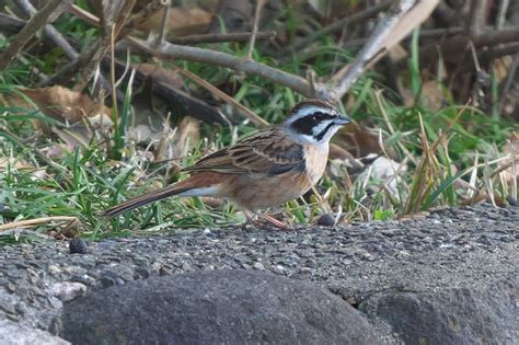 2024年3月2日 土 桜草公園の野鳥観察記録 by Y Watanabe ZooPicker
