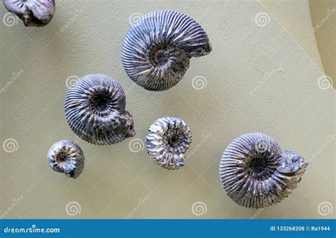 Seashell Fossil In Harvard Museum Of Natural History Editorial Photo