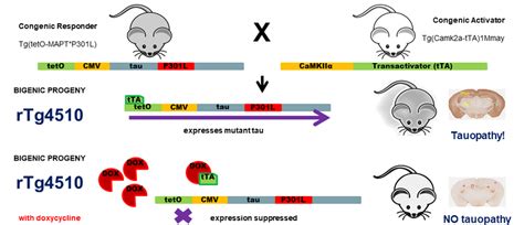 Cartoon Depicting An Example Of A Transgenic Mouse Model Here The Download Scientific Diagram