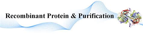 Recombinant Protein Advancements In Proteomics Research