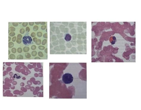 Identify The Formed Elements Quiz