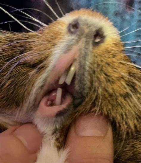 Timmys Medical Topic Guinea Lynx Forums