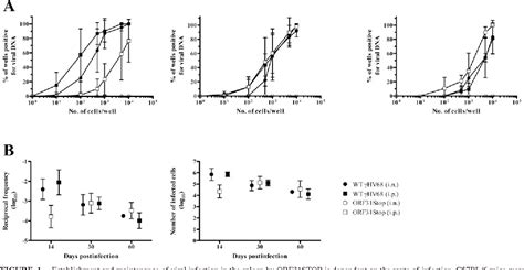 Figure 1 From A Replication Deficient Murine γ Herpesvirus Blocked In Late Viral Gene Expression