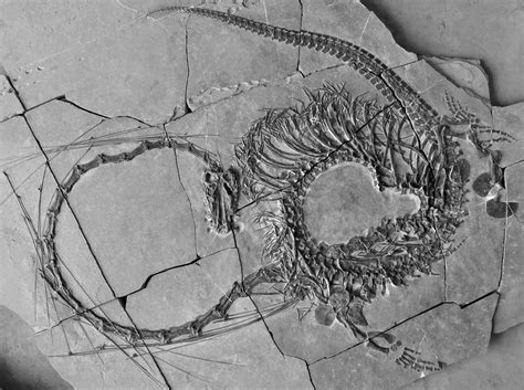 Scientists Announce Discovery Of Very Strange 240 Million Year Old Chinese Dragon Fossil