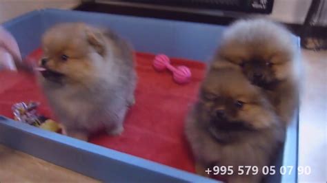 იყიდება პომერანული შპიცის ლეკვები Youtube