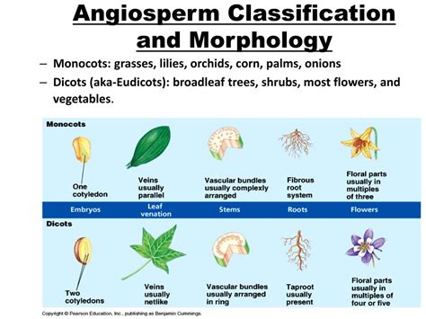 Ppt Plant Structure Powerpoint Presentation Free Download Id 2026308