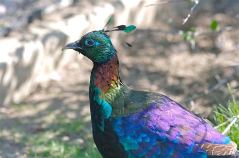 5 Rare Birds Himalayan Monal Durofy Business Technology