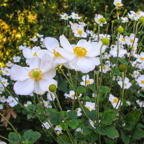 Japanese Anemone Seeds