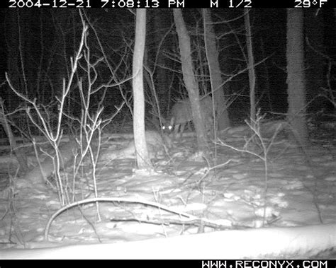 The Demise Of A Deer Carcass Deer And Deer Hunting