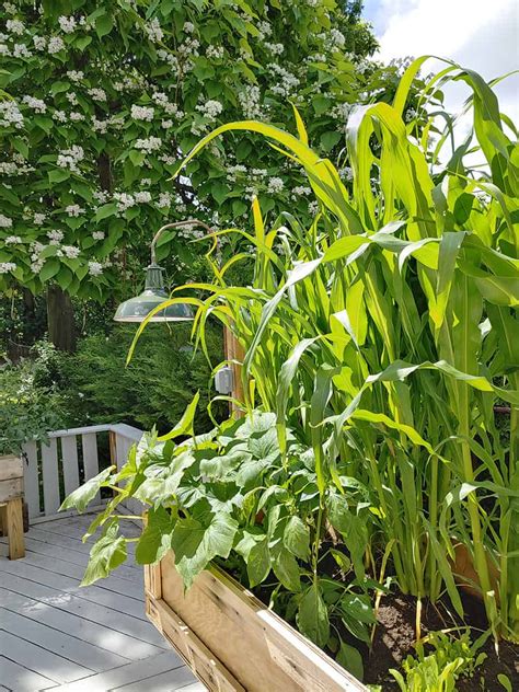 11 Tips To Improve Your Corn Harvest For Massive Yields