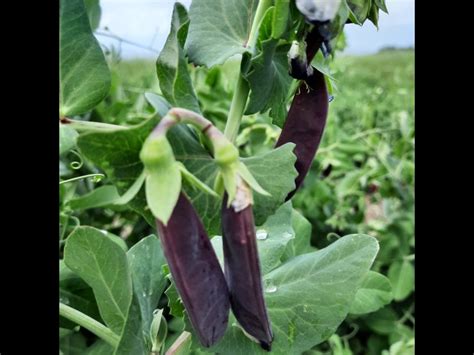 dr sajeevan radha sivarajan on linkedin sharing for better reach