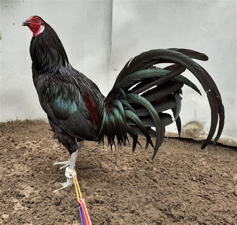 Gallos Navajeros Peruanos Pelea De Gallos A Navaja Galpón Roca Added A