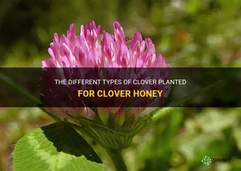 The Different Types Of Clover Planted For Clover Honey Shuncy