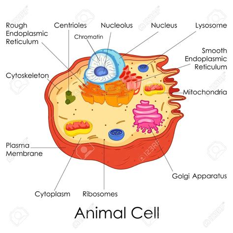 Animal Cell Cytoskeleton Located