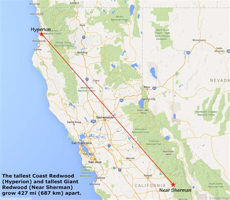 Hyperion Tree Famous Redwoods