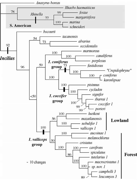 Parsimony Analyses Of The Combined Non Molecular 44 Characters And