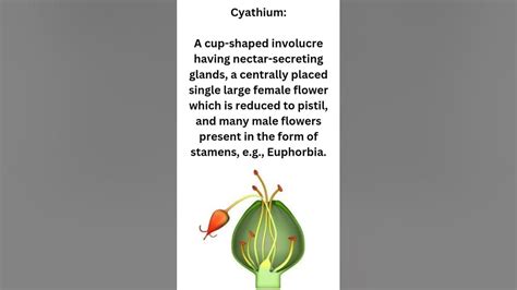 Special Types Of Inflorescence Hypanthodium Verticelastor