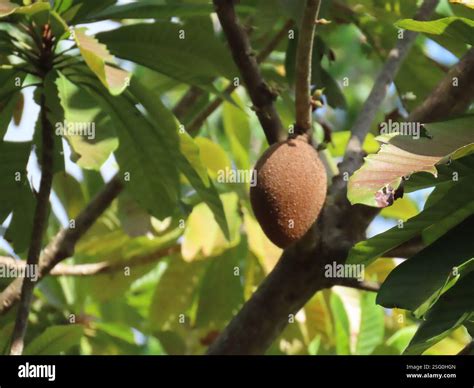 Mamey Sapote Pouteria Sapota Plantae Pinar Del Río Cu Mamey