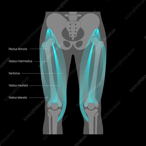 Quadriceps Muscle Anatomy Illustration Stock Image F0364699