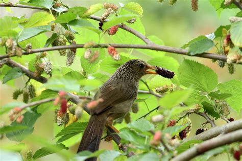 台灣畫眉 Taiwan Hwamei Garrulax canorus taiwanus 特有亞種 珍貴稀有動物 Spezies