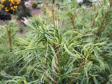 Pinus Strobus Tiny Curls Herman Geers