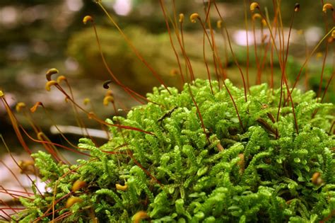 Bryology 101 Ohio Moss And Lichen Association