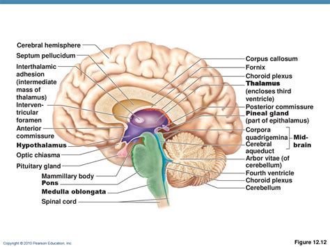 The Central Nervous System Ppt Download