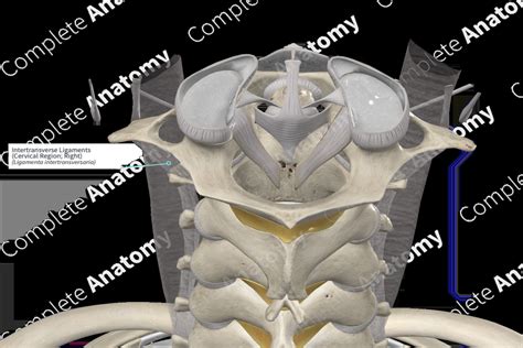 Intertransverse Ligaments Cervical Region Right Complete Anatomy