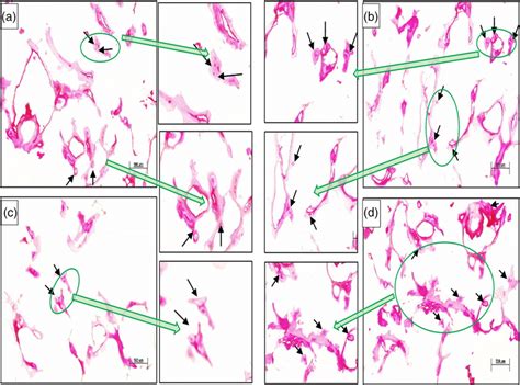 Single Point Release Of Variable Ibuprofen Doses Data Are Presented As Download Scientific