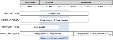 Schematic Of The Experimental Protocol For Each Hypothermia Download Scientific Diagram