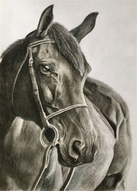 Charcoal Drawings Of Horses