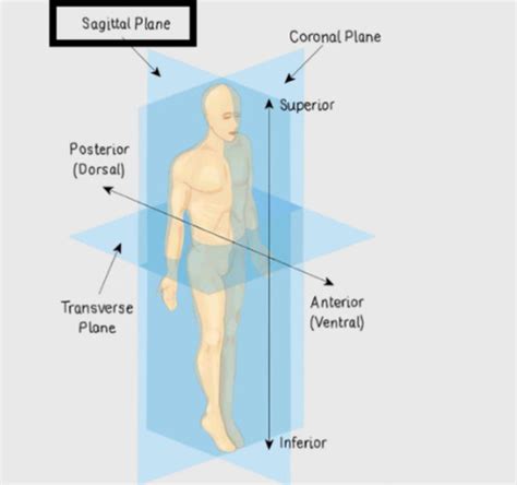 Dbs Anatomical Terminology Flashcards Quizlet