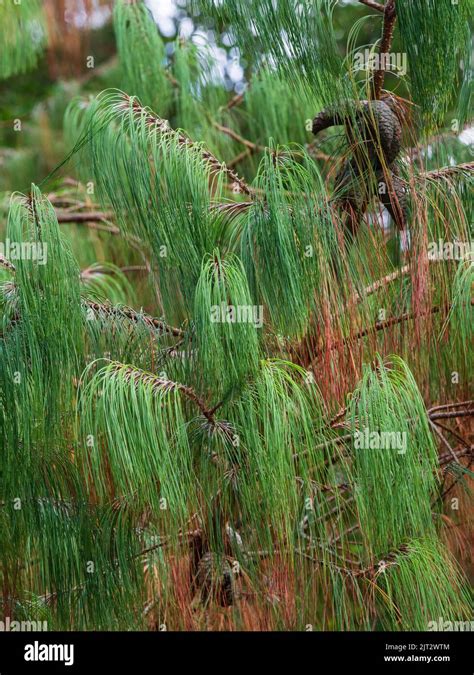 Drooping Green And Brown Needles Of The Evergreen Conifer Pinus Patula