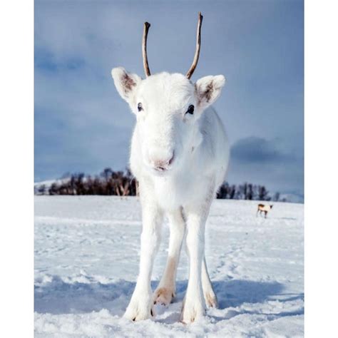 동화 속 같은 흰 아기 순록 인스티즈instiz 이슈 카테고리