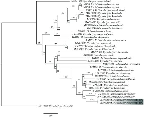 Maximum Likelihood Phylogeny Showing The Relationships Among Download Scientific Diagram