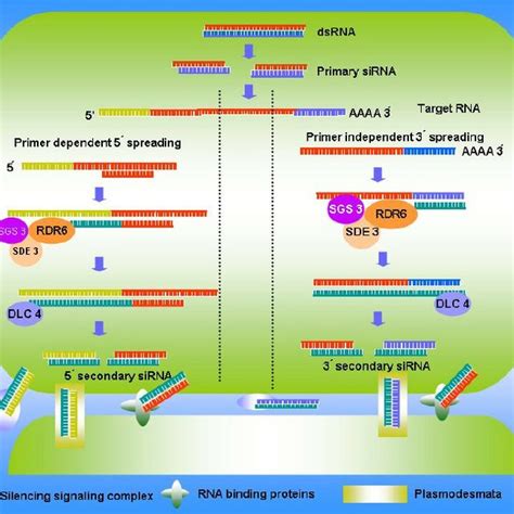 Formation Of Risc Assembly Complexes The Asymmetric Sirna Molecule