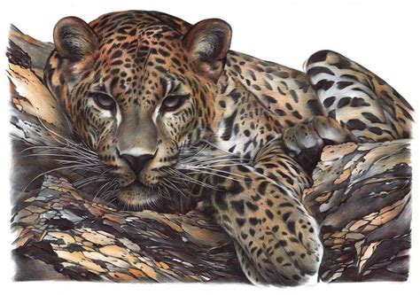 Leopard Realistic Ballpoint Pen Drawing Drawing By Daria Maier Saatchi Art