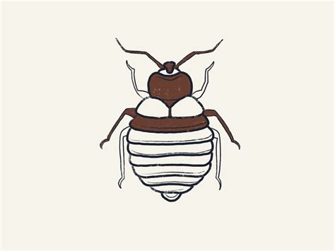 Bed Bugs What To Look Like The Human Eye