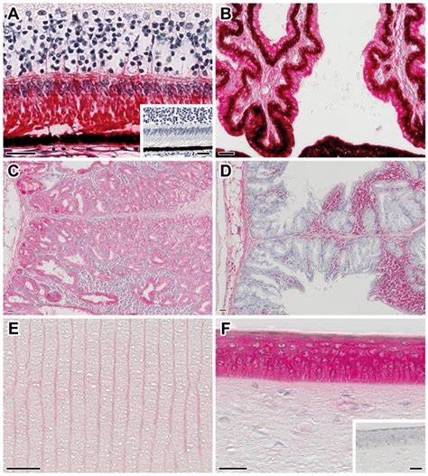Lectin Histochemical Localization Of Glycans In Sections Through Retina Download Scientific