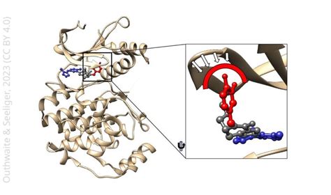 Elife Sciences Publications Ltd On Linkedin Kinase Activity Probing Conformational Dynamics