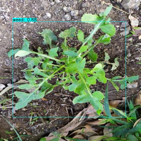 Some Crop And Weed Detection Samples Labelled With Their Confidence